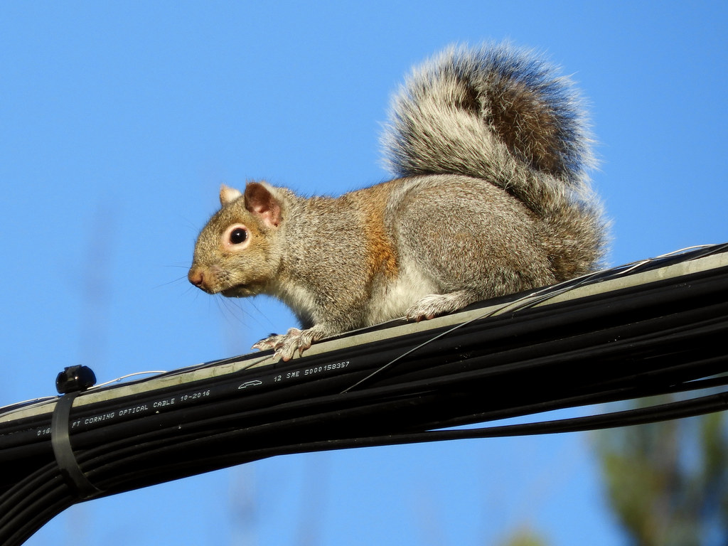 The Importance of Rodent Protection in Fiber Optic Cables